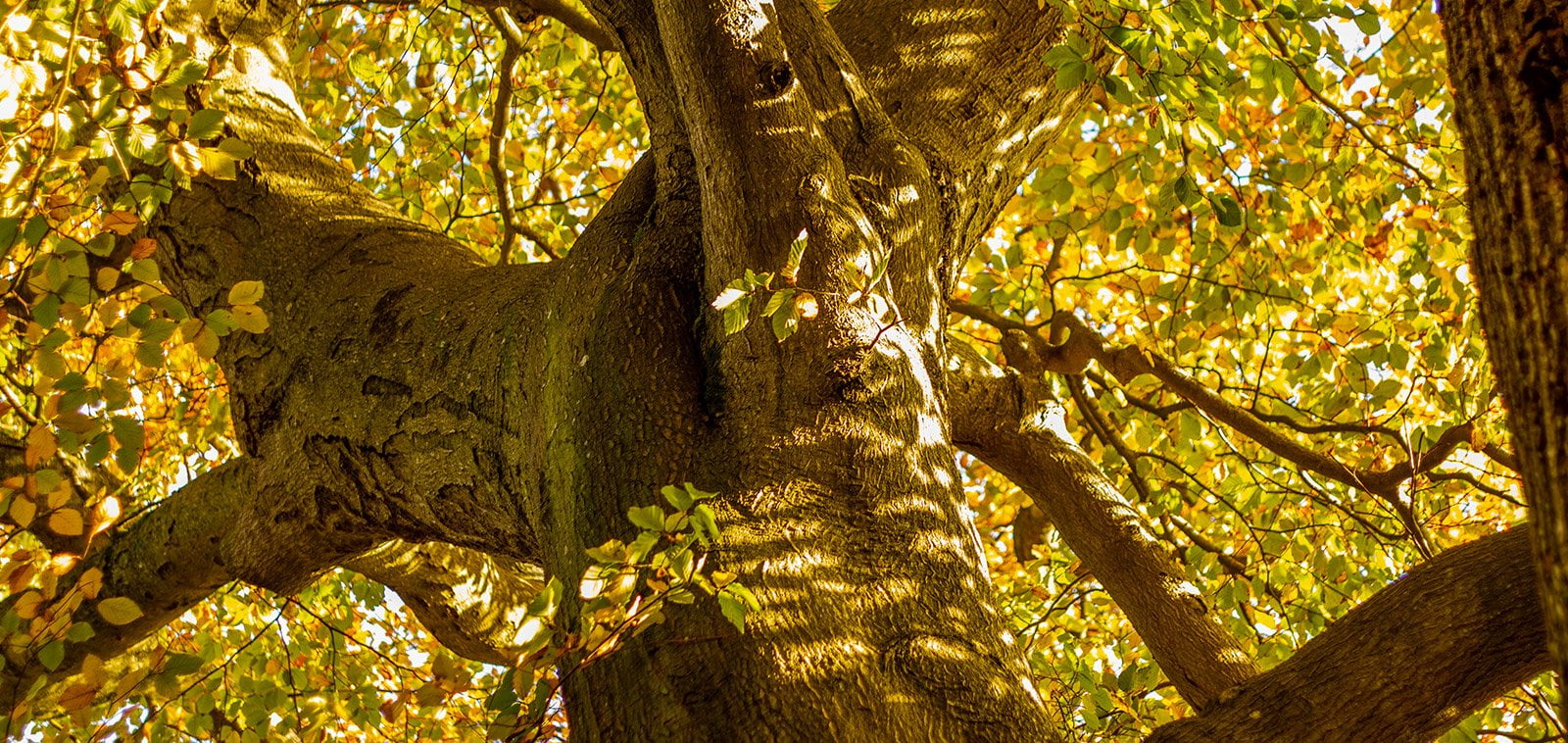 Consultancy - The Living Forest