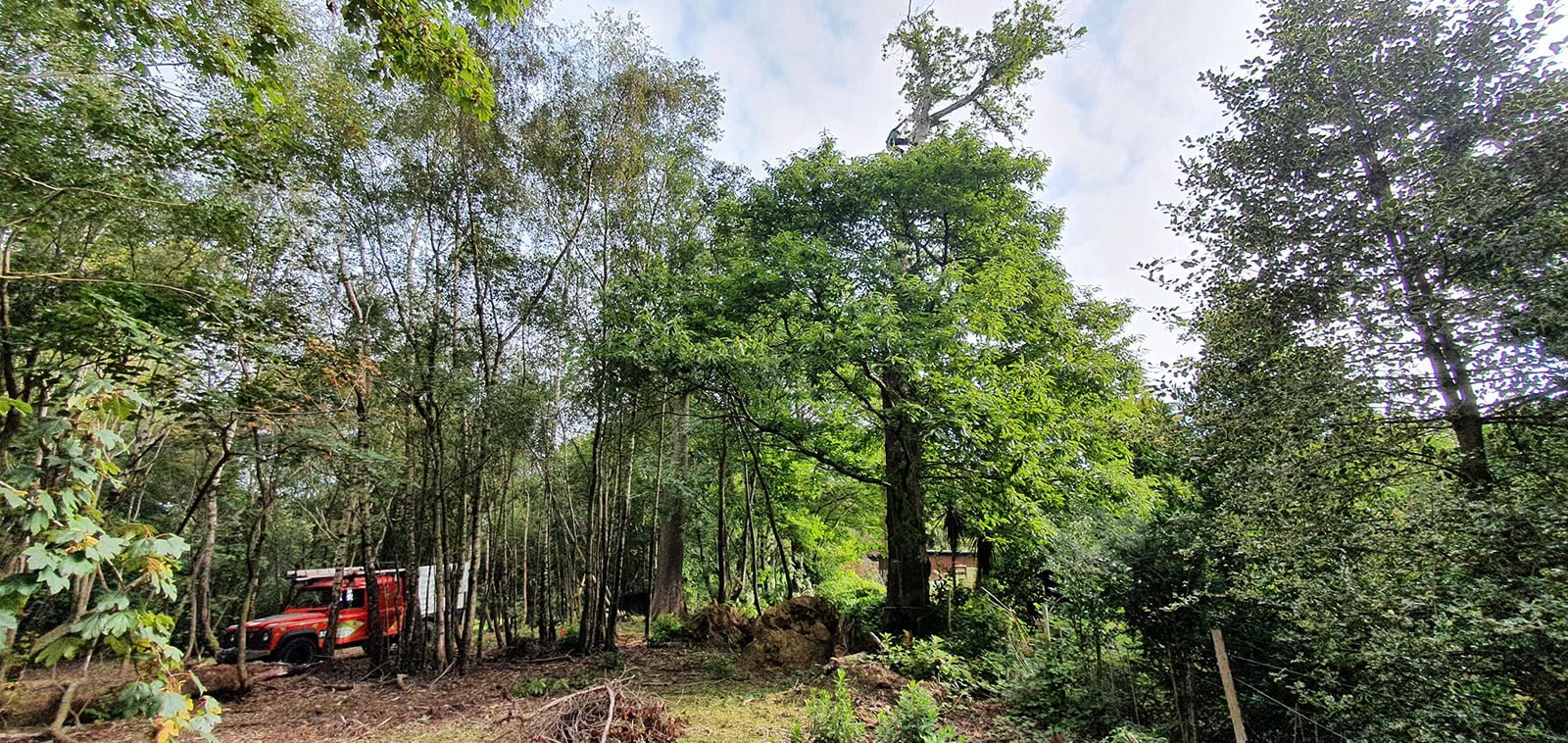 Tree Management - The Living Forest