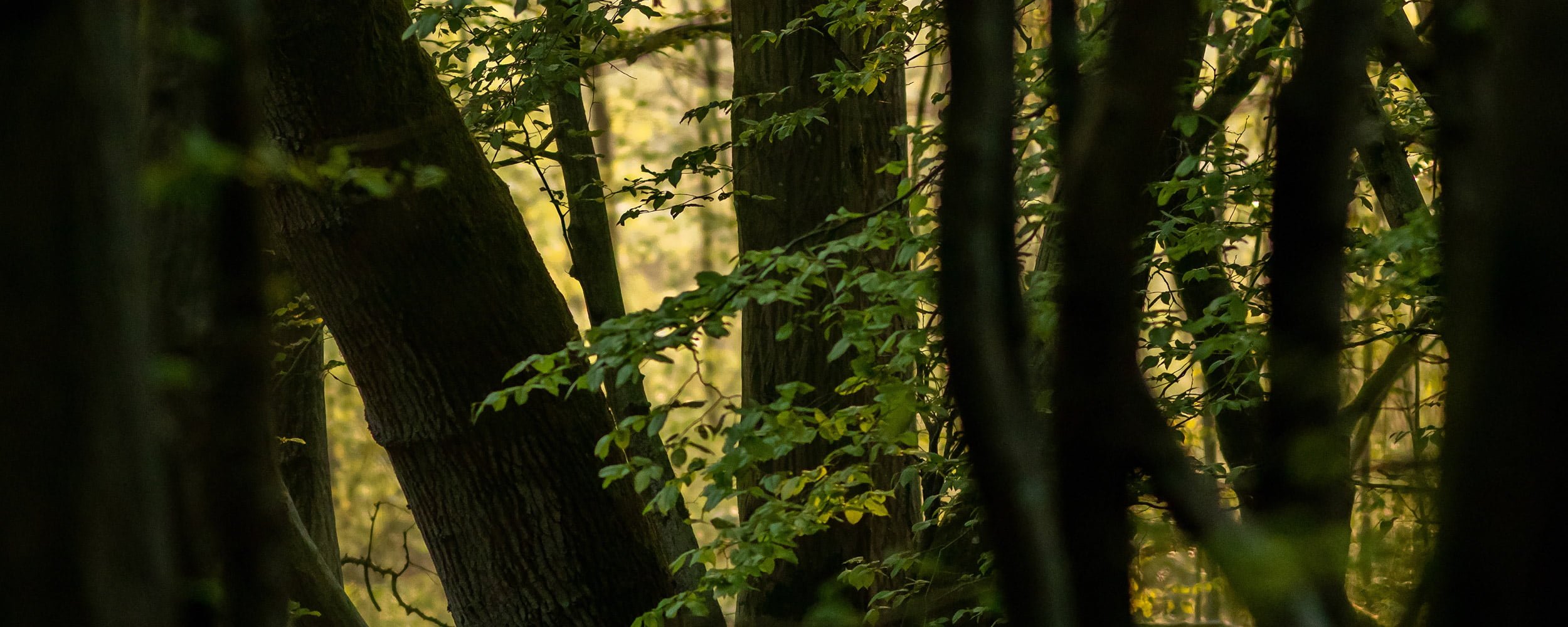 Home - The Living Forest